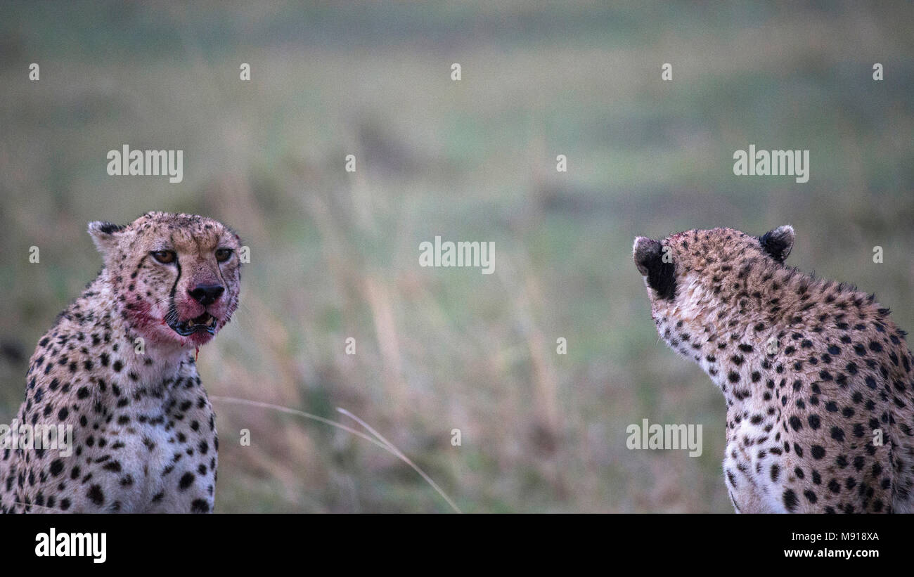 Cheetah face hi-res stock photography and images - Alamy