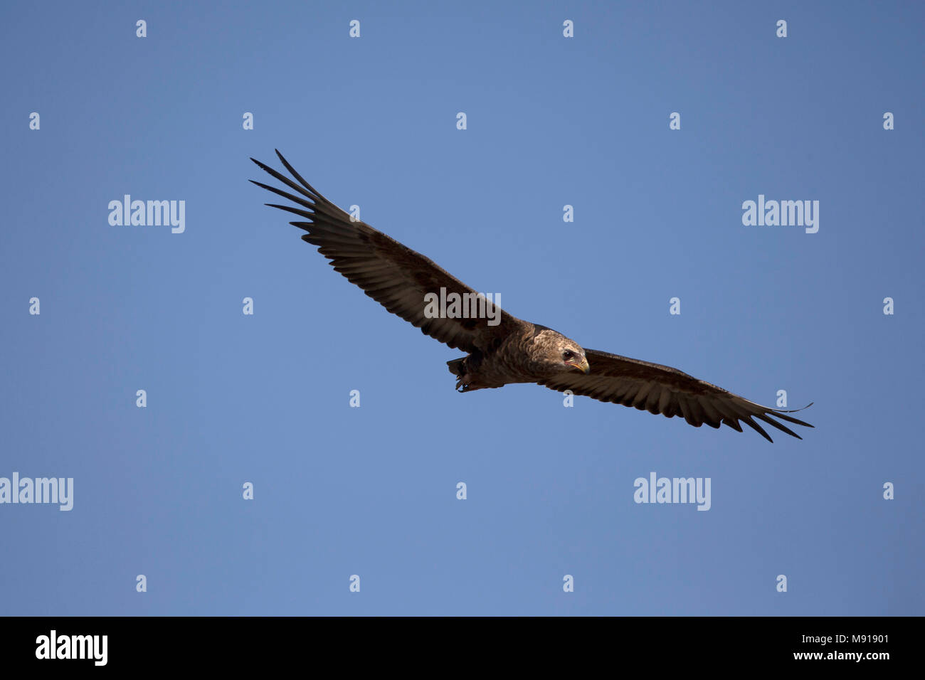 Oiseau de savane hi-res stock photography and images - Alamy