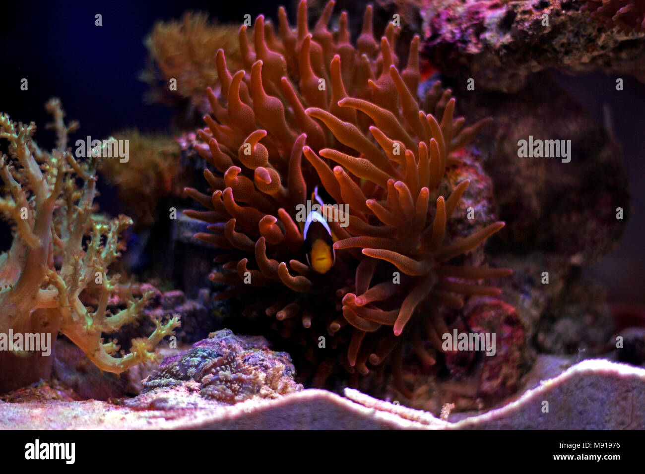 Clarkii clownfish hi-res stock photography and images - Alamy