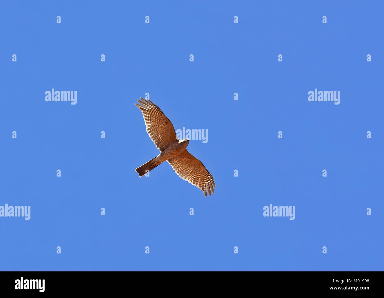 Sparrowhawk in flight hi-res stock photography and images - Alamy