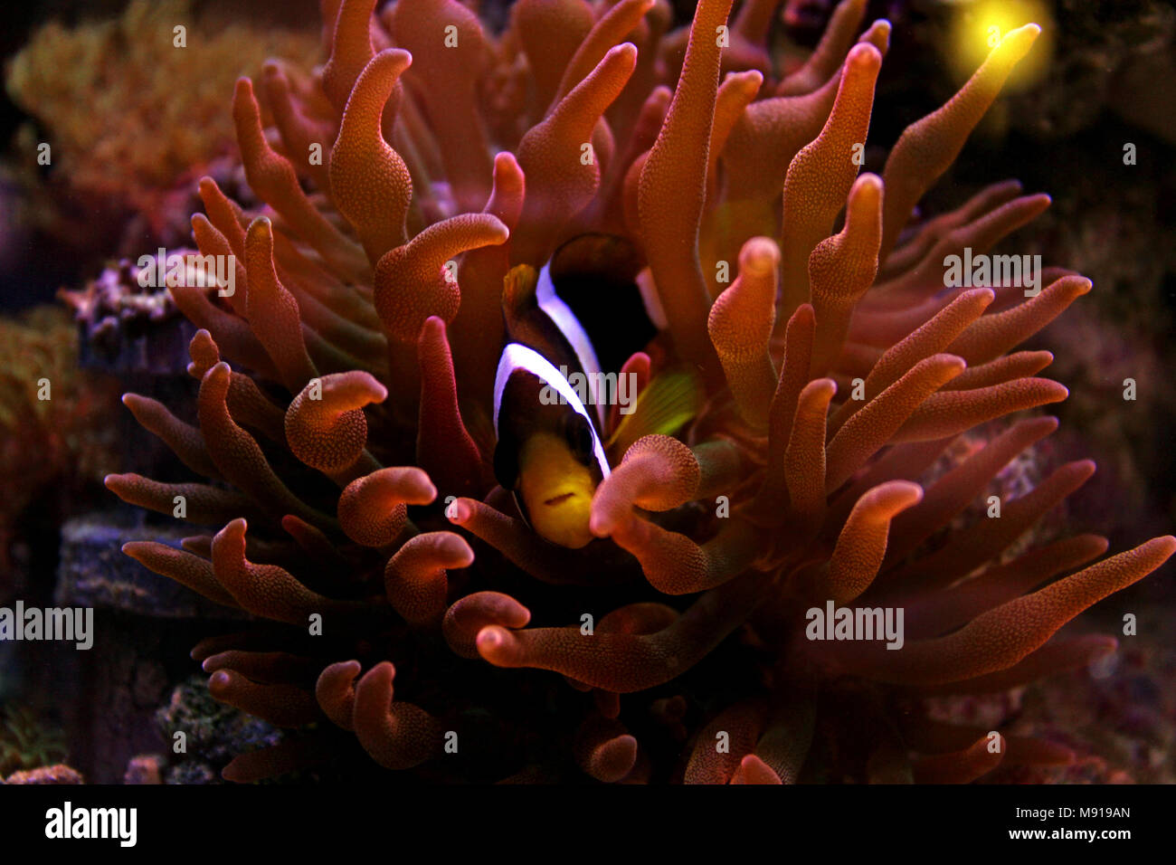 Clarkii Clownfish (Amphiprion clarkii Stock Photo - Alamy