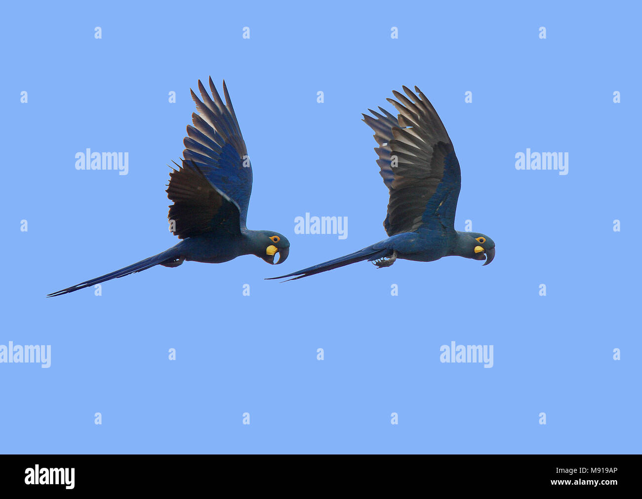 Lear's Macaw in flight Stock Photo - Alamy