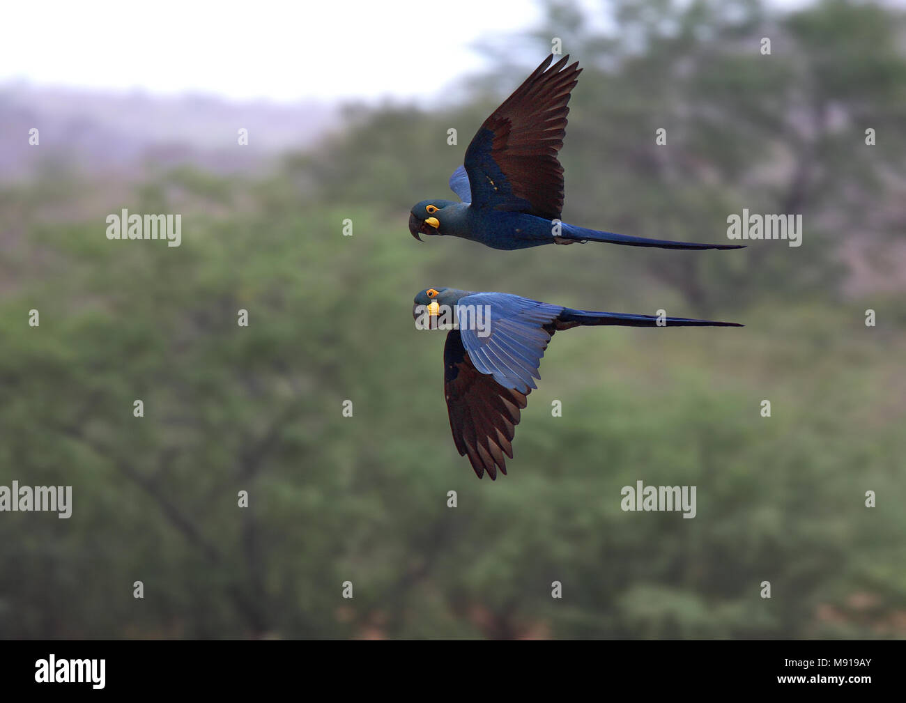 Lear's Macaw (Anodorhynchus leari) pair in flight Stock Photo - Alamy