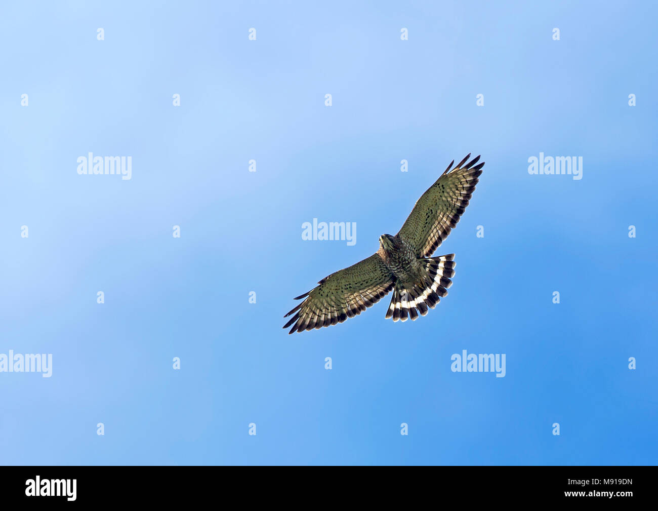 Broad winged hawk hi-res stock photography and images - Alamy