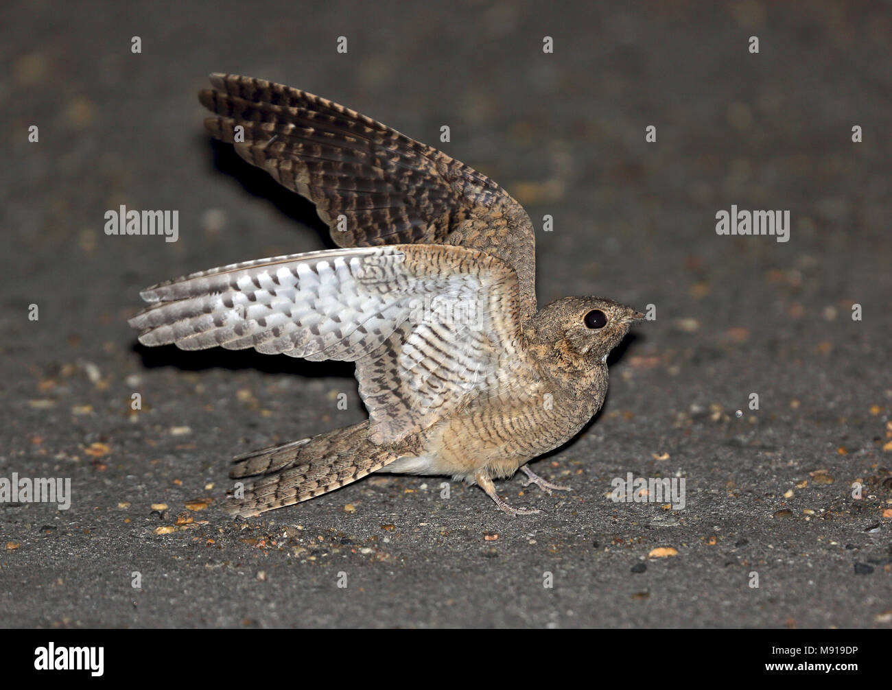 Egyptische Nachtzwaluw, Egyptian Nightjar, Caprimulgus aegyptius Stock Photo - Alamy