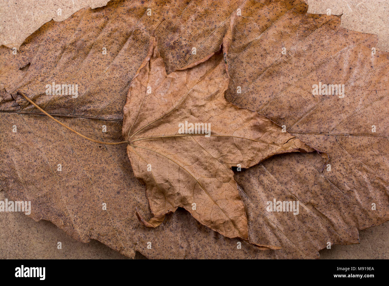 Brown color dry leaf placed on another leaf Stock Photo - Alamy