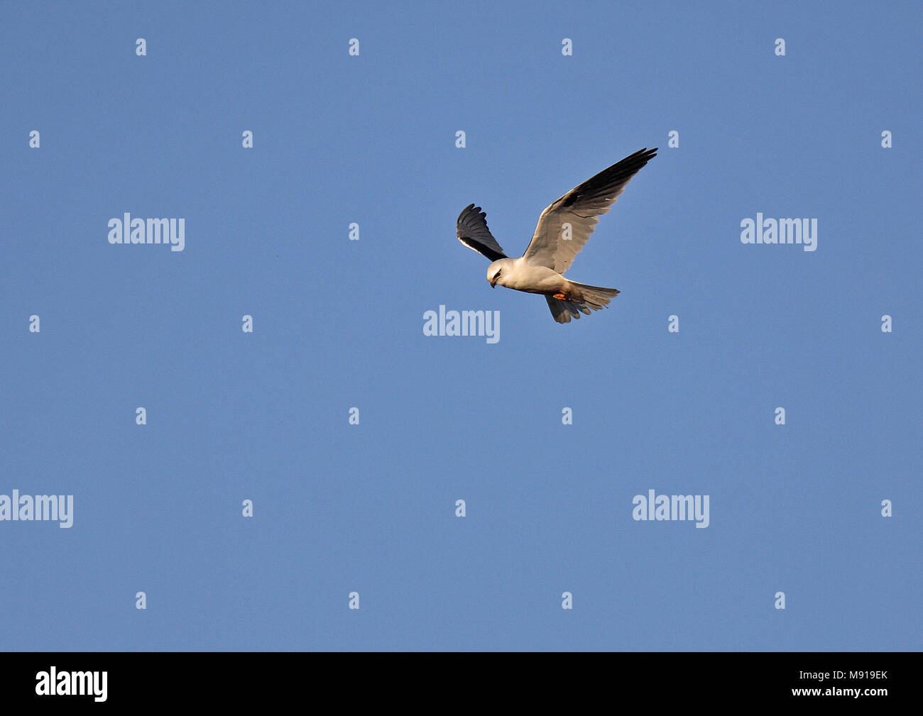 Australian Black-shouldered Kite (Elanus axillaris Stock Photo - Alamy