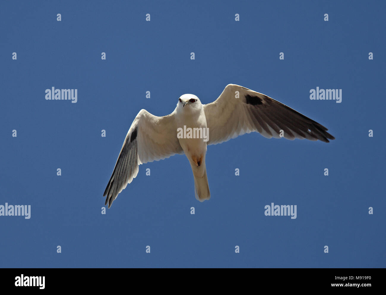 Australian Black-shouldered Kite (Elanus axillaris Stock Photo - Alamy