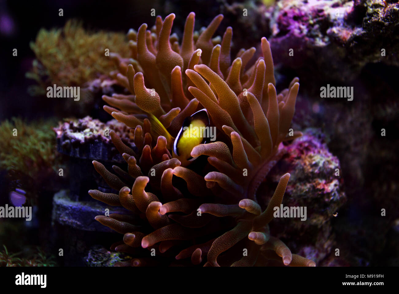 Clarkii Clownfish (Amphiprion clarkii Stock Photo - Alamy