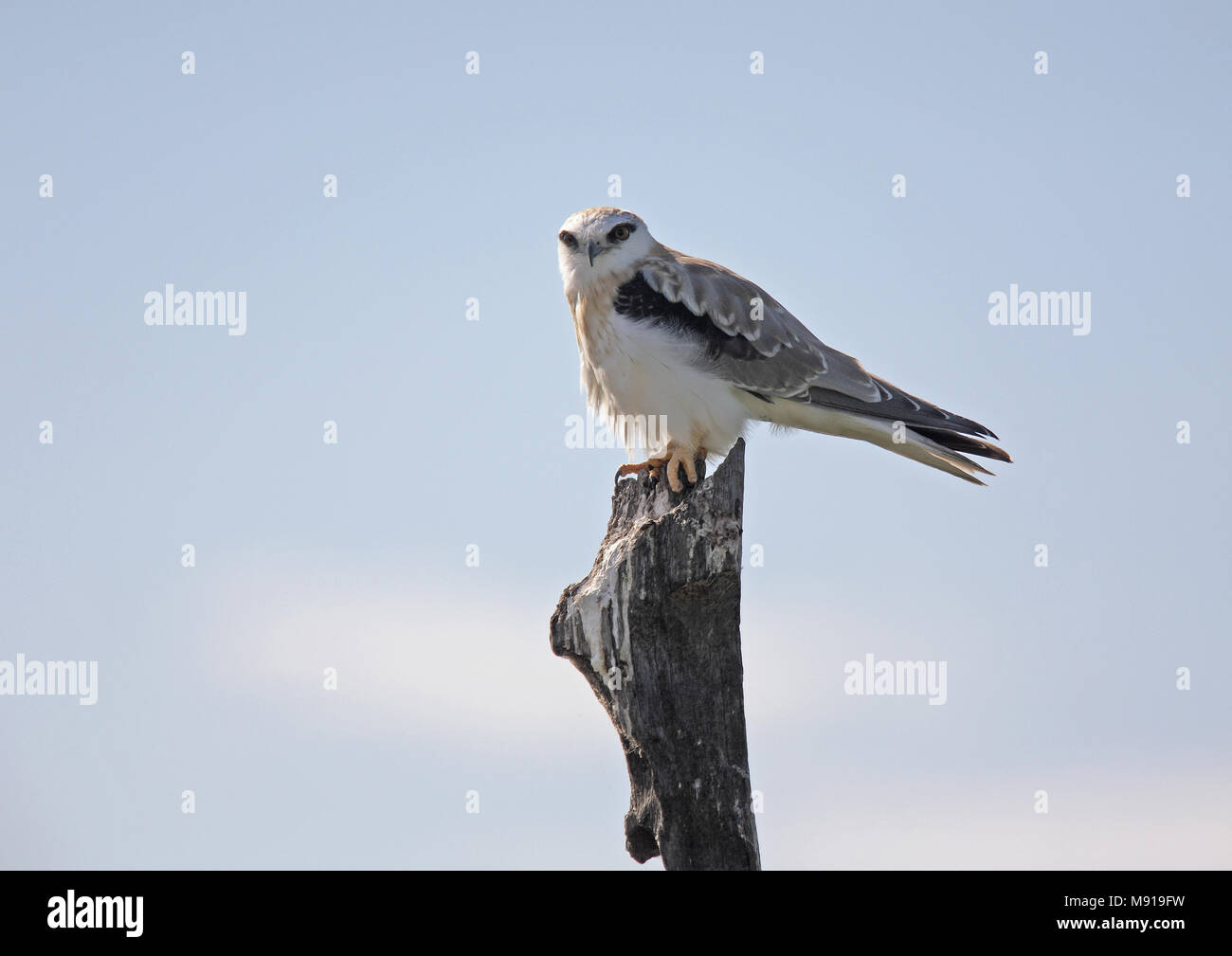 Australian Black-shouldered Kite (Elanus axillaris Stock Photo - Alamy