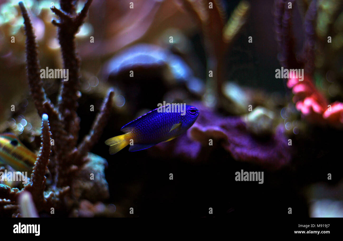 Yellow tail damsel fish Stock Photo - Alamy