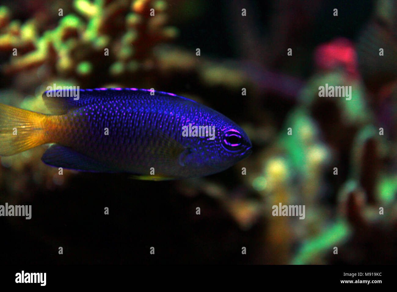 Yellowtail blue damsel fish High Resolution Stock Photography and ...