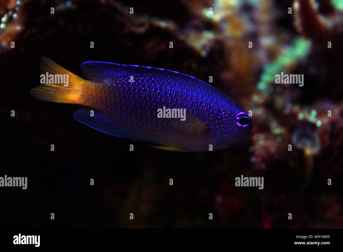 Yellowtail blue damsel fish hi-res stock photography and images - Alamy