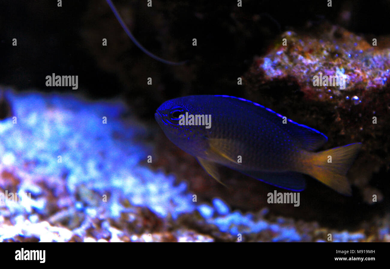 Yellow tail damsel fish Stock Photo - Alamy