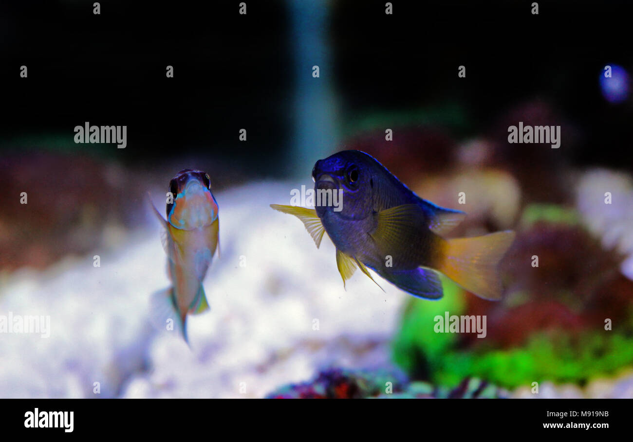 Yellow tail damsel fish Stock Photo - Alamy