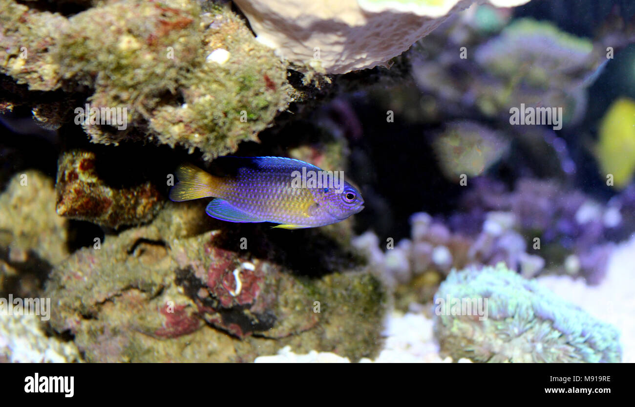 Yellowtail blue damsel hi-res stock photography and images - Alamy