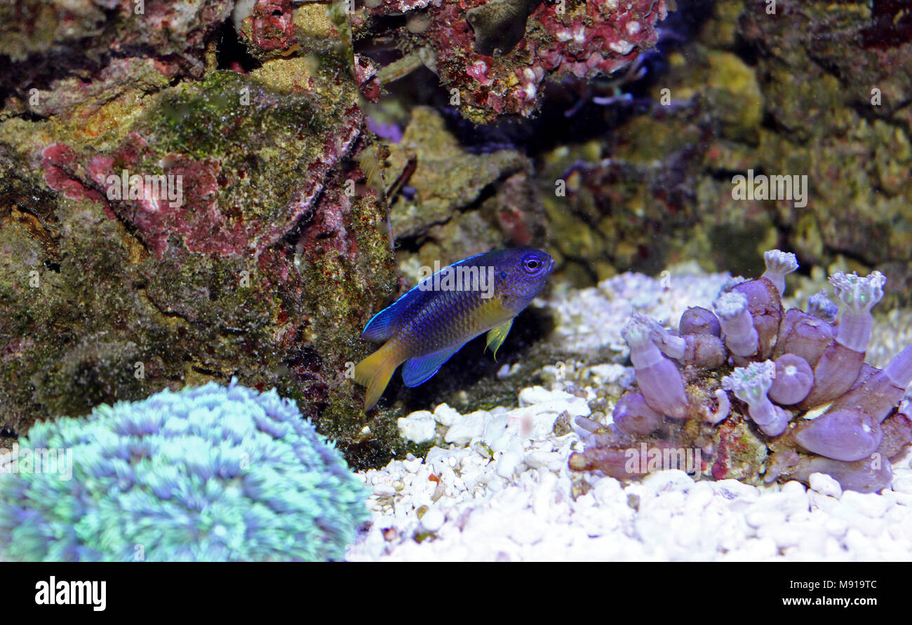 Yellowtail damsel hi-res stock photography and images - Alamy