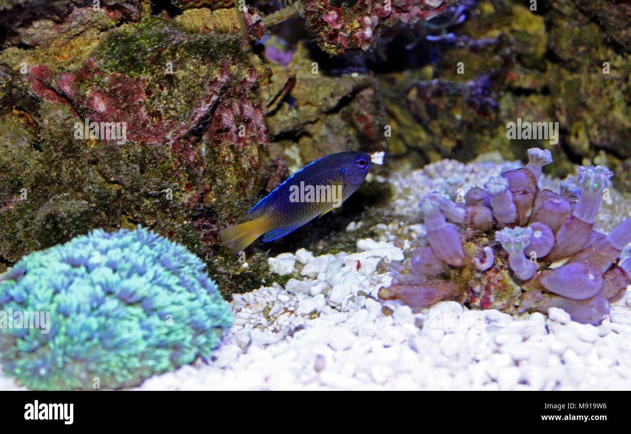 Yellow tail damsel fish Stock Photo - Alamy