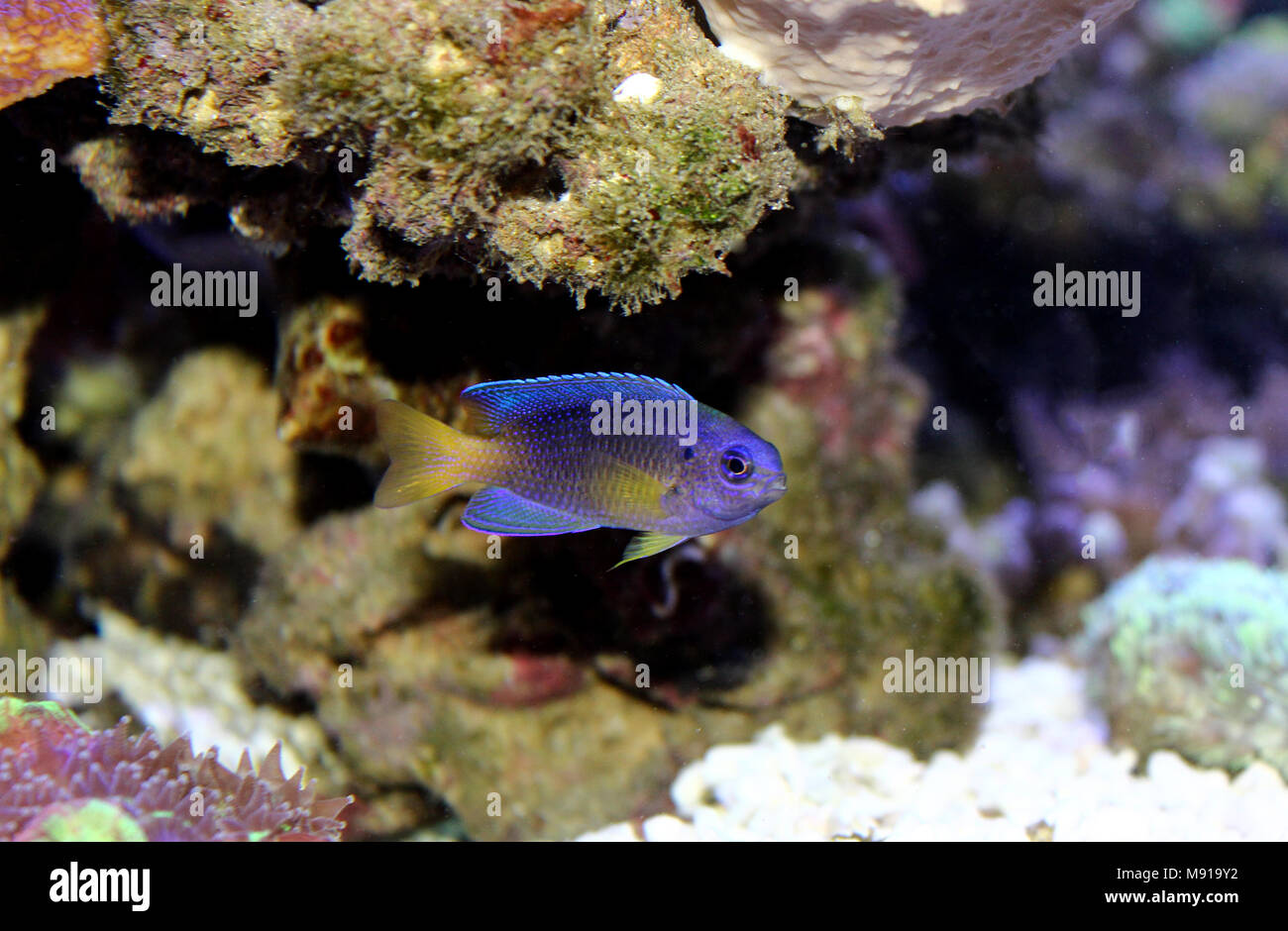 Yellowtail blue damsel hi-res stock photography and images - Alamy