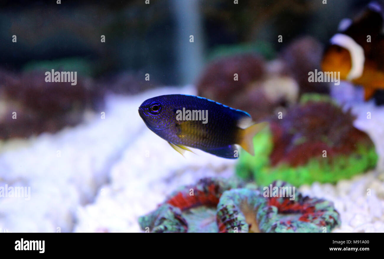 Yellowtail blue damsel fish hi-res stock photography and images - Alamy