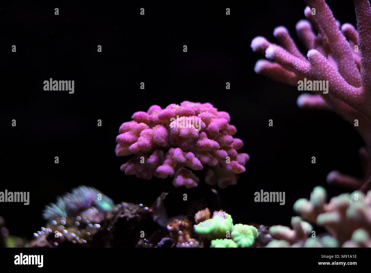 Stylophora hi-res stock photography and images - Alamy