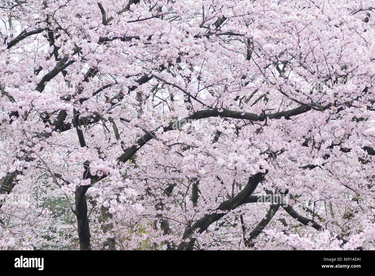 Landscape of Japanese White Yoshino Cherry Blossoms Stock Photo - Alamy