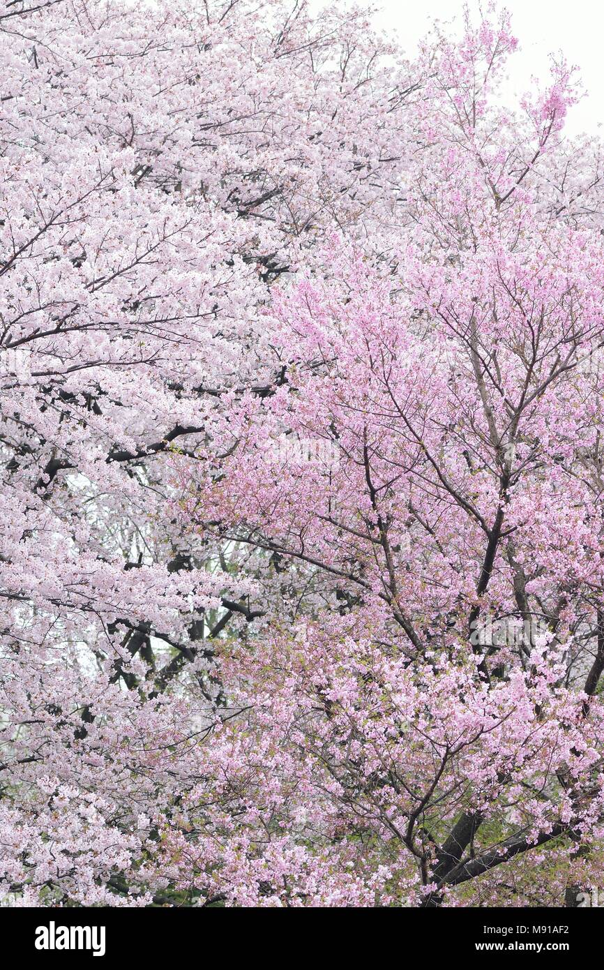 Landscape of Japanese White Yoshino Cherry Blossoms Stock Photo - Alamy