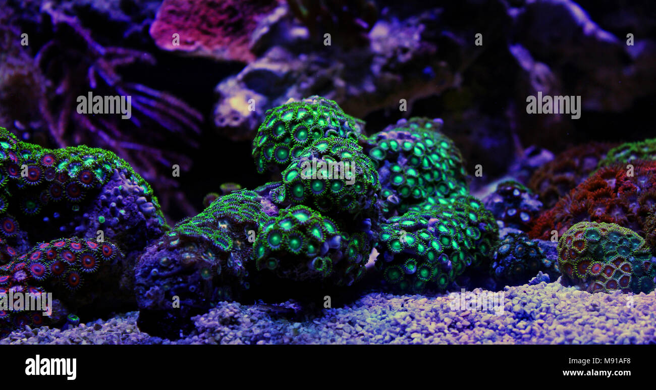 Zoas coral colony garden in coral reef aquarium tank Stock Photo - Alamy