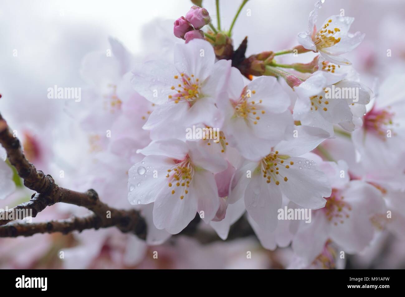 Macro texture of Japanese White Yoshino Cherry Blossoms Stock Photo - Alamy
