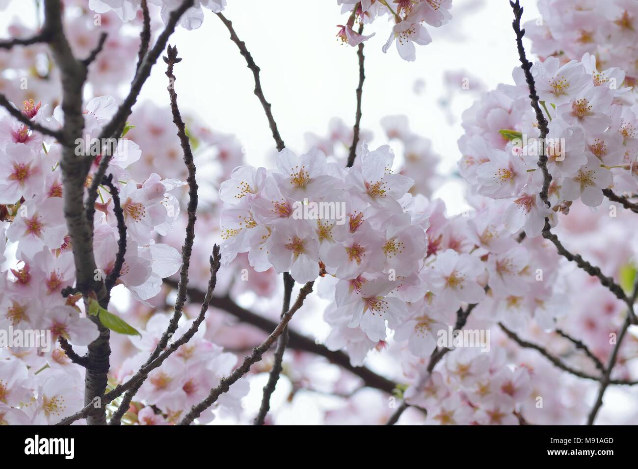 Macro texture of Japanese White Yoshino Cherry Blossoms Stock Photo - Alamy