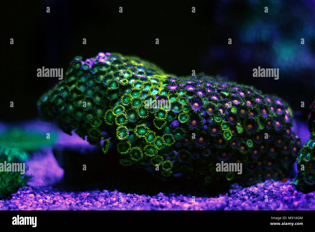 Zoas coral colony garden in coral reef aquarium tank Stock Photo - Alamy