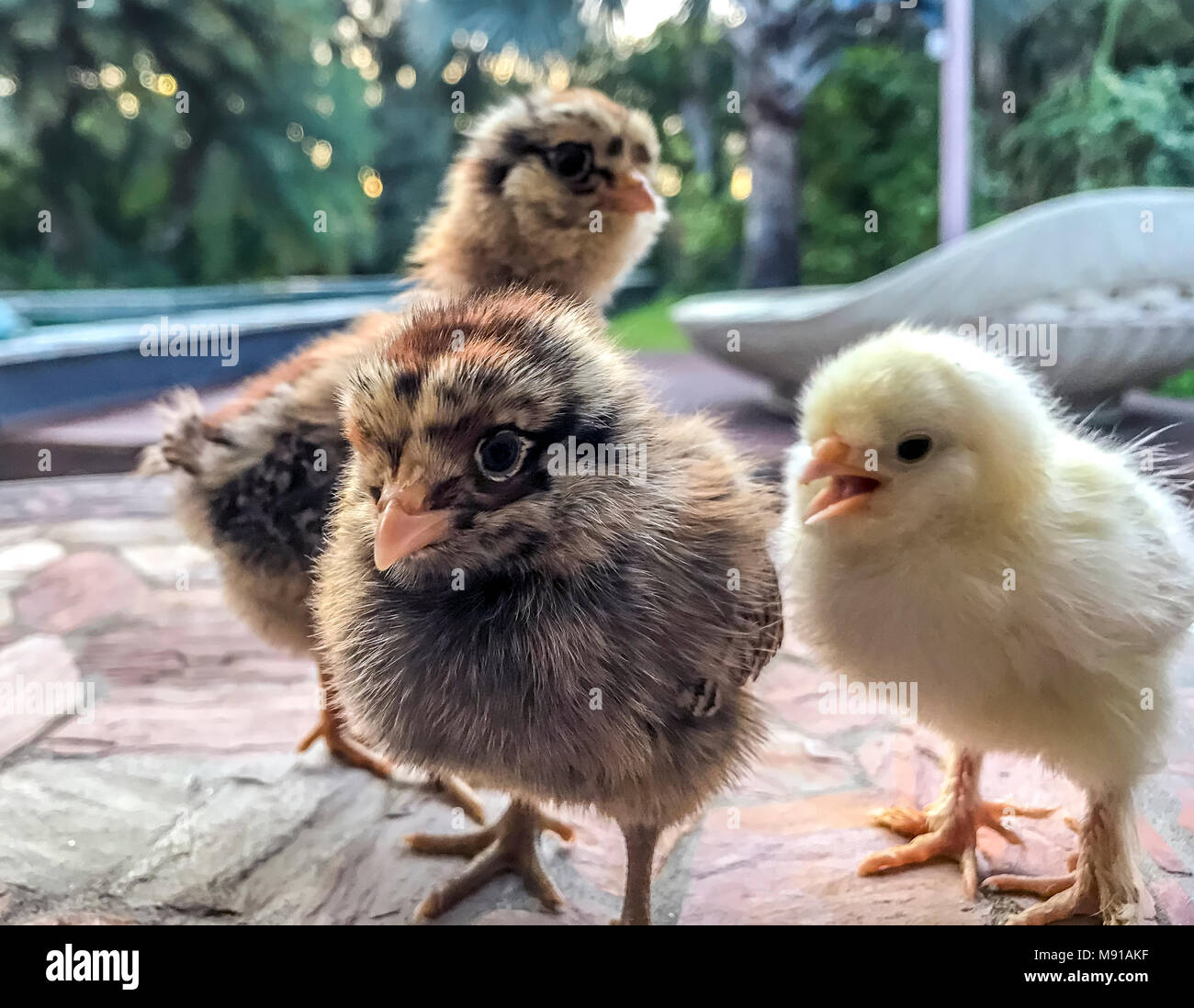 Chicks just hatched hi-res stock photography and images - Alamy