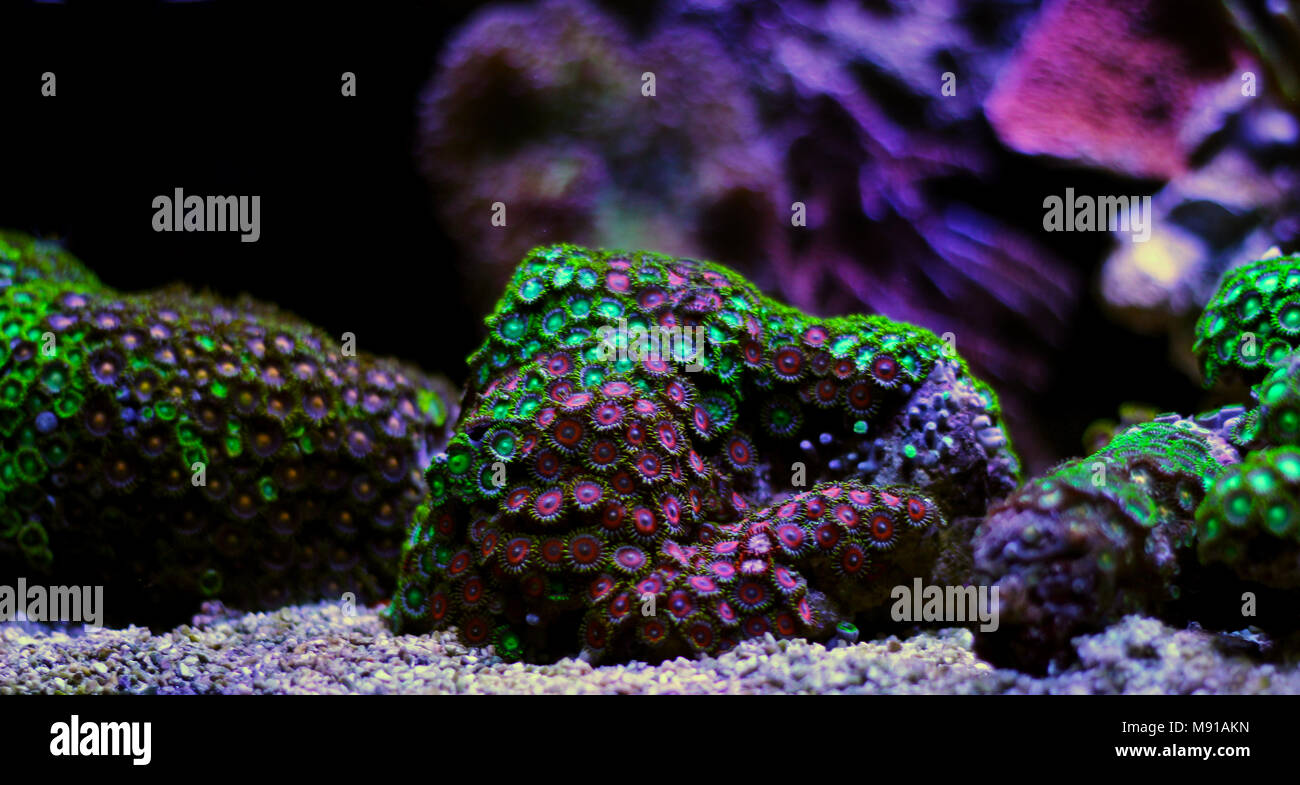 Zoas coral colony garden in coral reef aquarium tank Stock Photo - Alamy