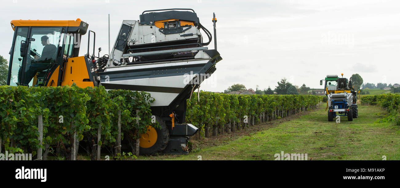 Mechanical harvesting of grapes in the vineyard Stock Photo - Alamy