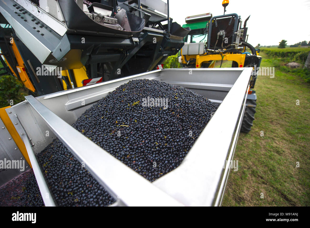 Mechanical harvesting of grapes in the vineyard Stock Photo - Alamy