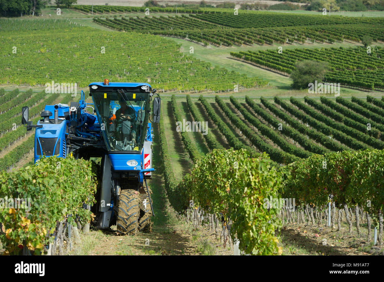 Mechanical harvesting of grapes in the vineyard Stock Photo - Alamy