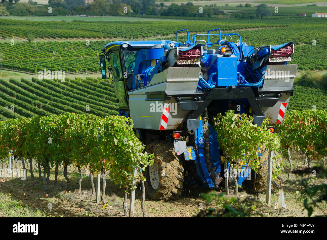 Mechanical harvesting of grapes in the vineyard Stock Photo - Alamy
