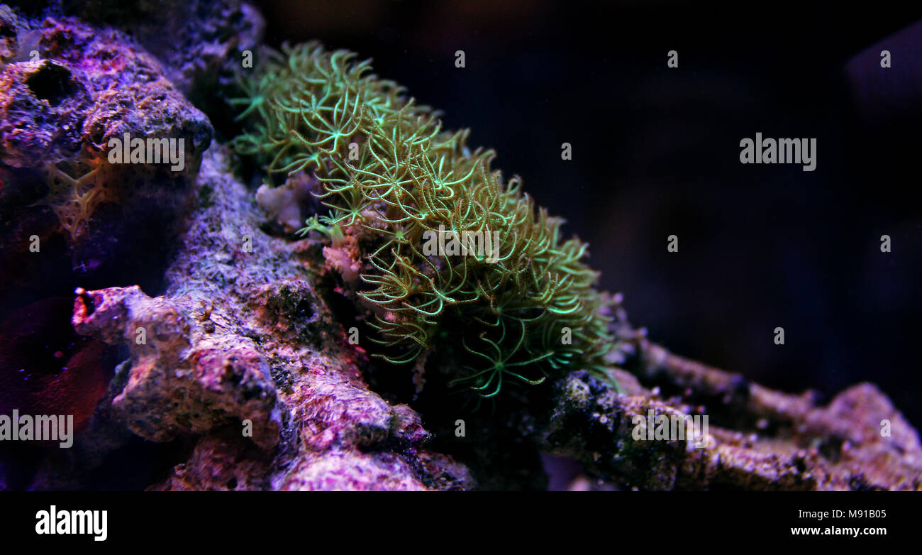 Green star polyps coral Stock Photo - Alamy