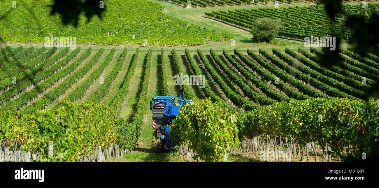 Mechanical harvesting of grapes in the vineyard Stock Photo - Alamy