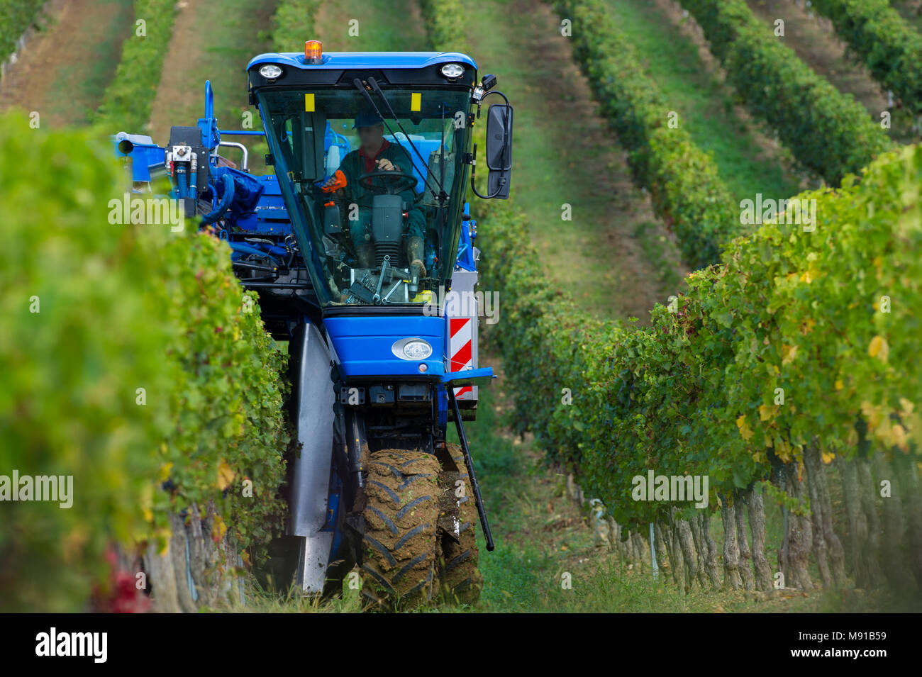 Mechanical harvesting of grapes in the vineyard Stock Photo - Alamy