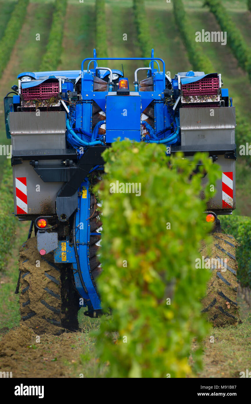 Mechanical harvesting of grapes in the vineyard Stock Photo - Alamy