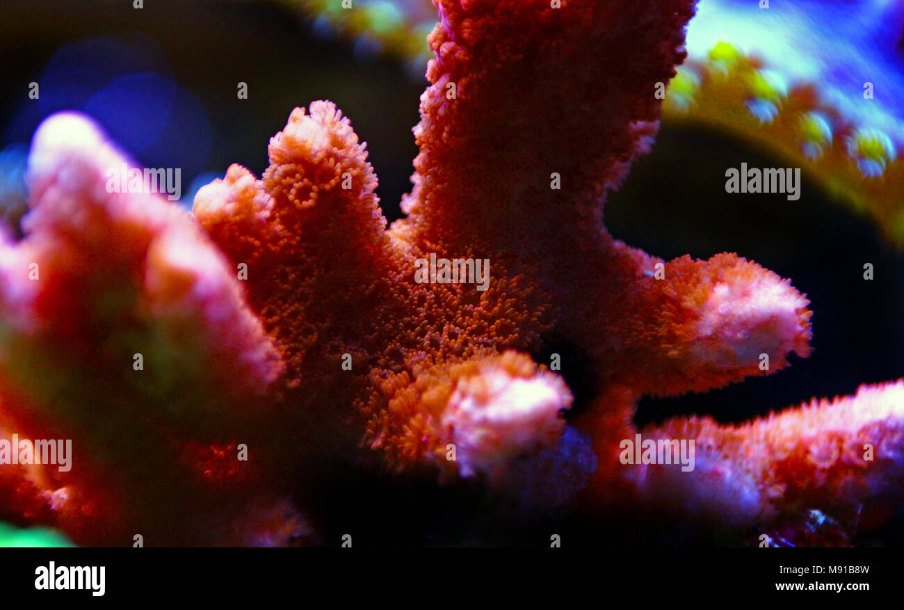Underwater macro polyps on coral Stock Photo - Alamy