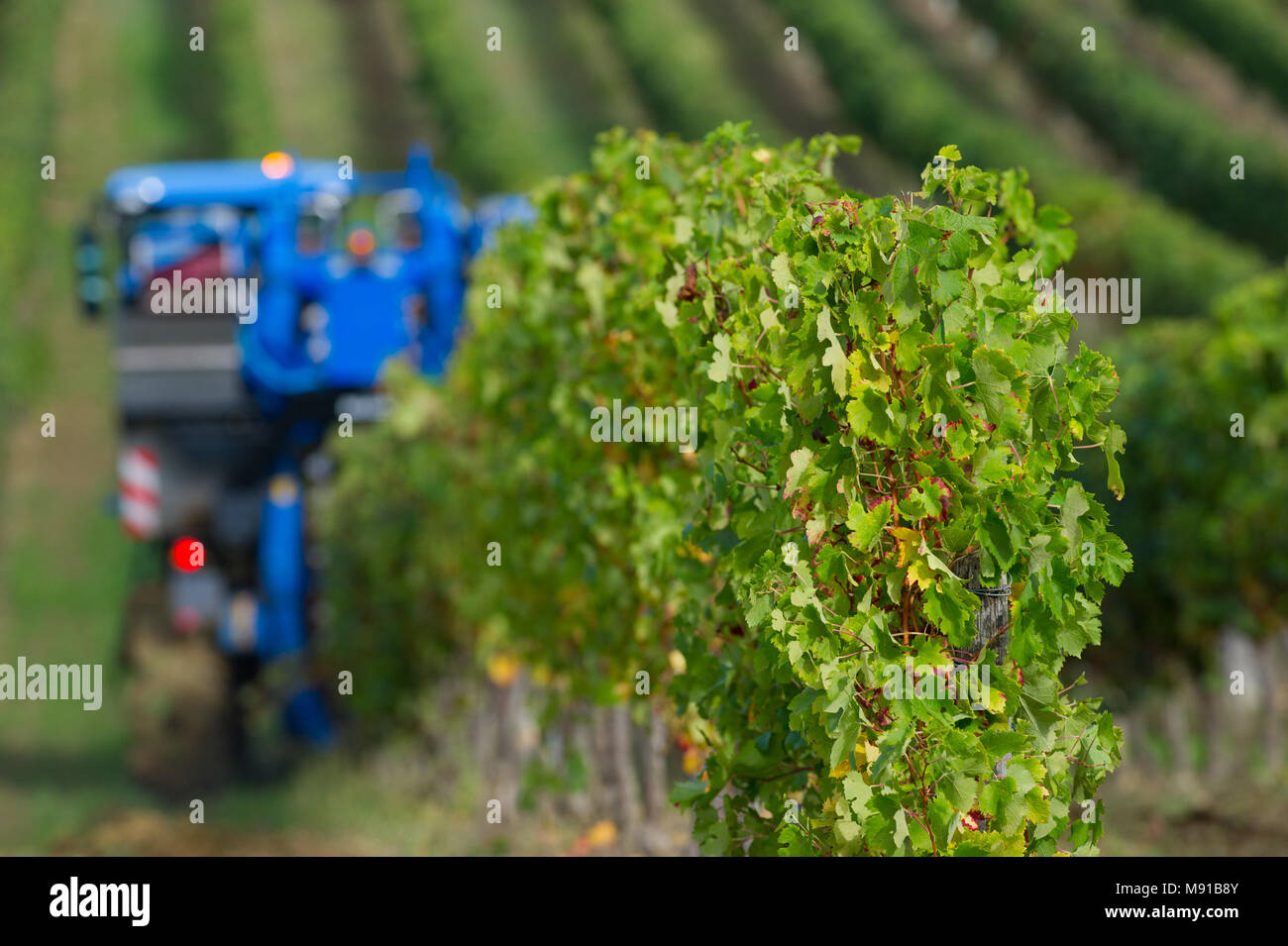 Mechanical harvesting of grapes in the vineyard Stock Photo - Alamy
