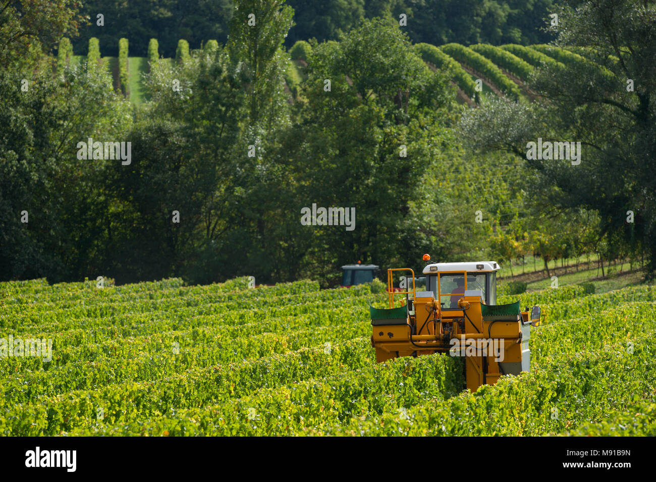 Mechanical harvesting of grapes in the vineyard Stock Photo - Alamy
