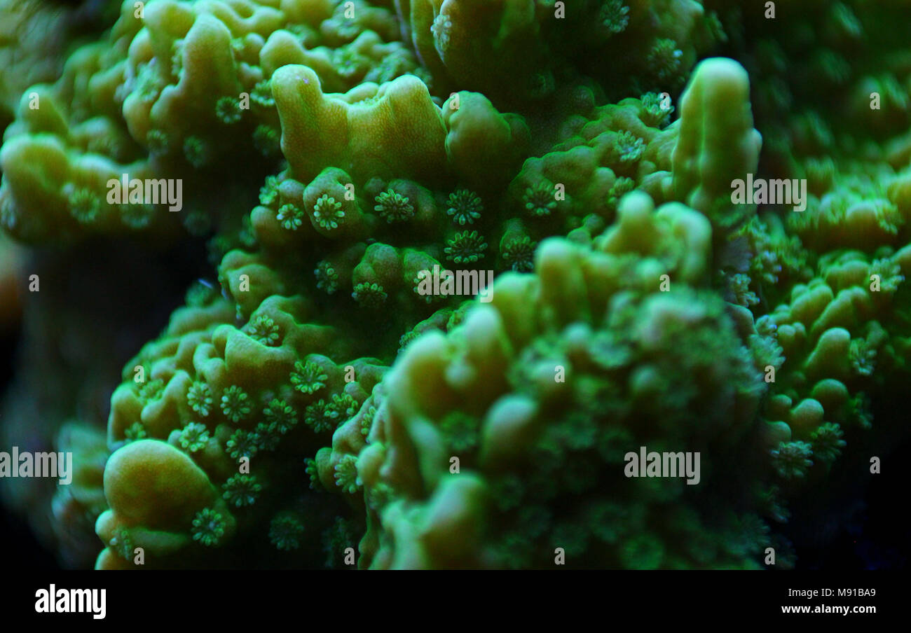 Underwater macro polyps on coral Stock Photo - Alamy