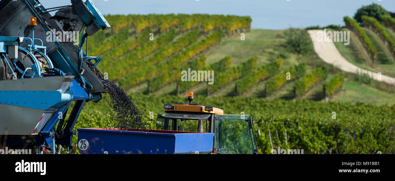 Mechanical harvesting of grapes in the vineyard Stock Photo - Alamy