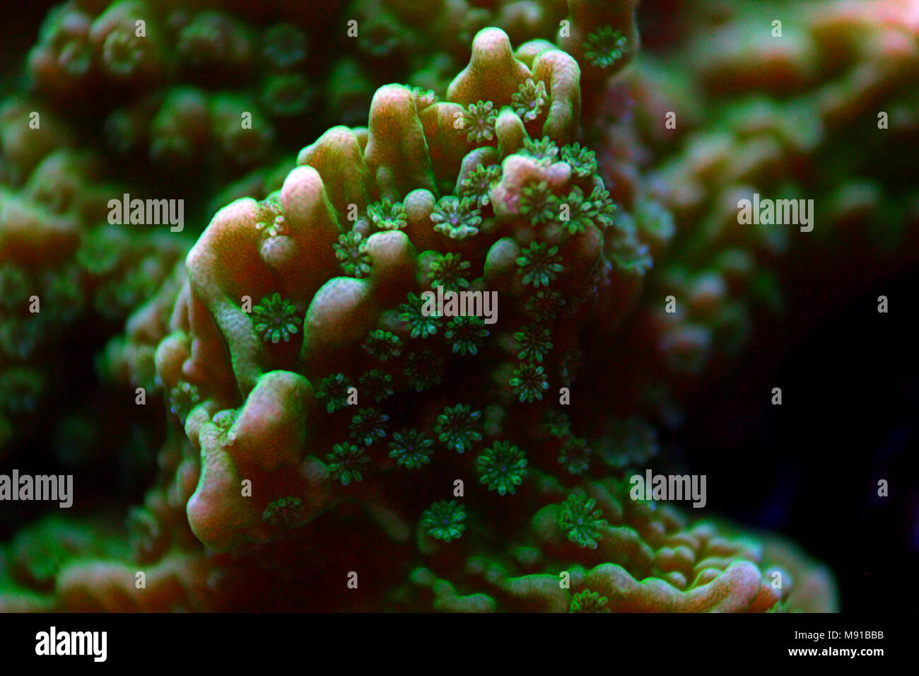 Underwater macro polyps on coral Stock Photo - Alamy