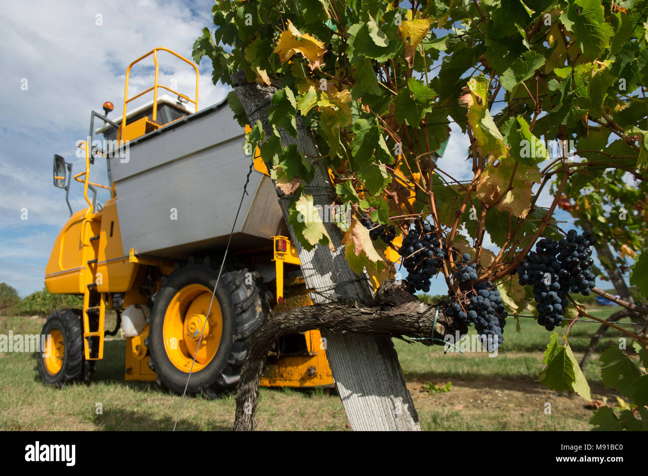 Mechanical harvesting of grapes in the vineyard Stock Photo - Alamy