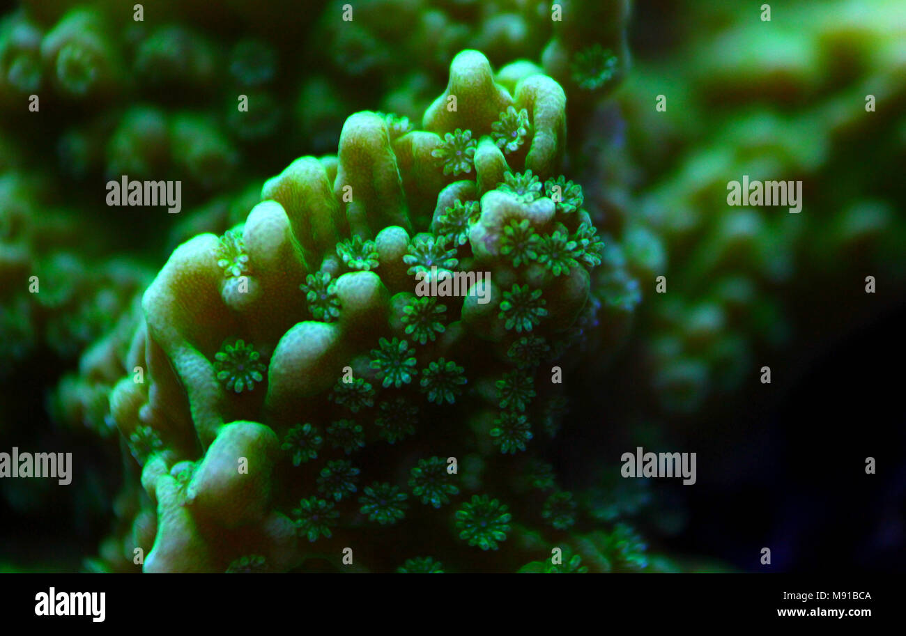 Underwater macro polyps on coral Stock Photo - Alamy