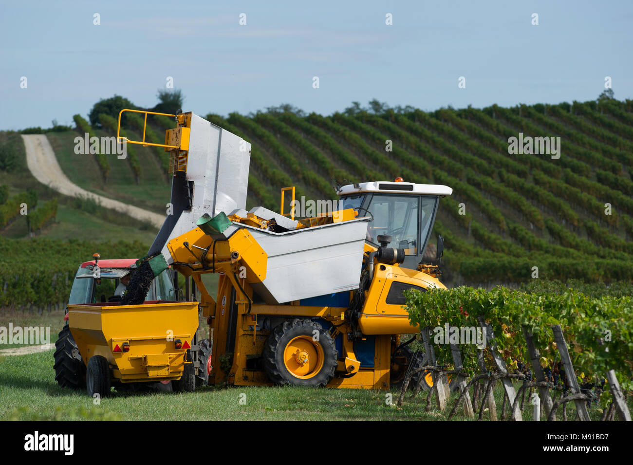 Mechanical harvesting of grapes in the vineyard Stock Photo - Alamy